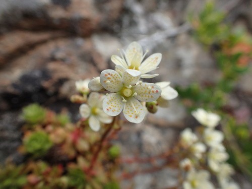 Three toothed saxifrage (Saxifraga tricuspidata) Flower, Leaf, Care ...