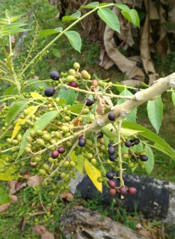 Brucea Flower, Leaf, Care, Uses - PictureThis