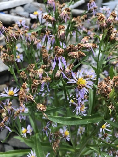 Strand-Aster (Tripolium pannonicum) - PictureThis