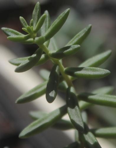 Sedum calcicola Flower, Leaf, Care, Uses - PictureThis
