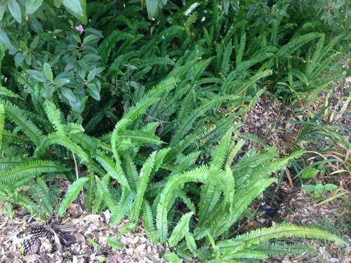 How to Plant and Grow Tuberous sword fern(Nephrolepis cordifolia)