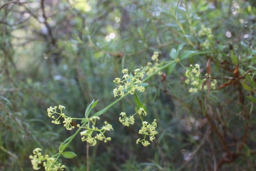 Wild madder (Rubia peregrina) Flower, Leaf, Care, Uses - PictureThis