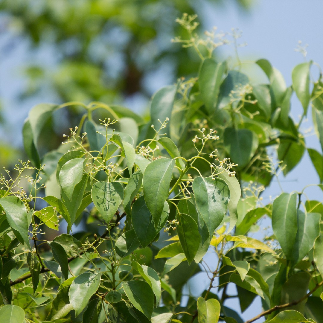 Is camphor tree fast-growing? - PictureThis