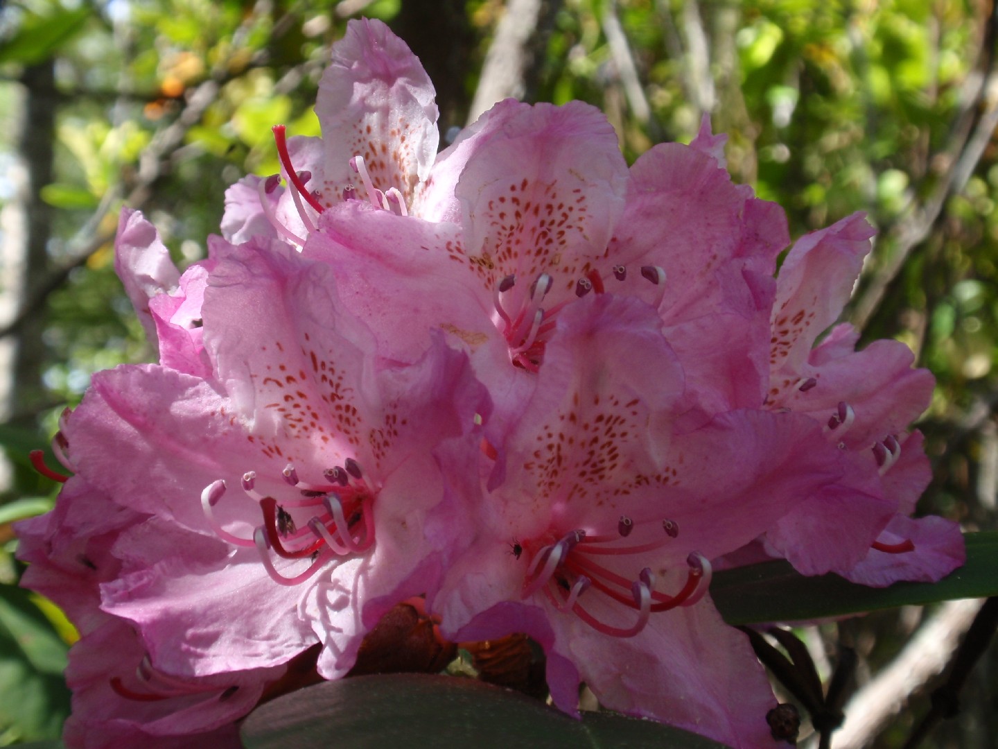 Rododendro del Pacífico (Rhododendron macrophyllum) - PictureThis