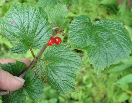 Highbush cranberry Care (Watering, Fertilize, Pruning, Propagation ...