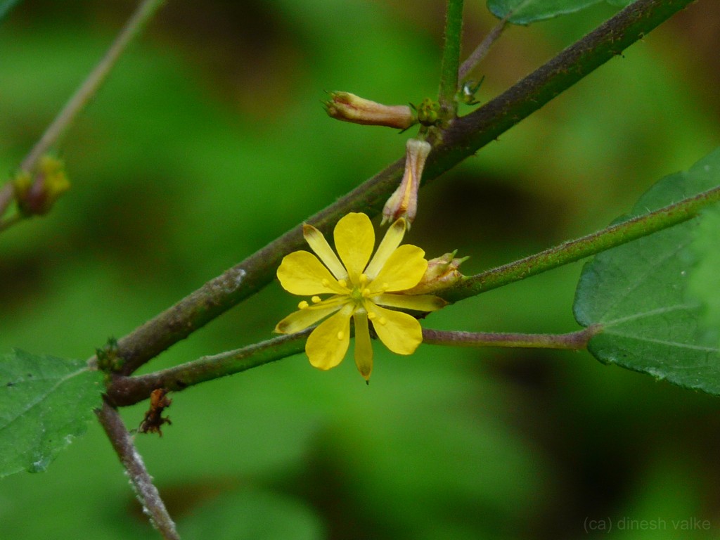 Diamond burbark (Triumfetta rhomboidea) Flower, Leaf, Care, Uses ...