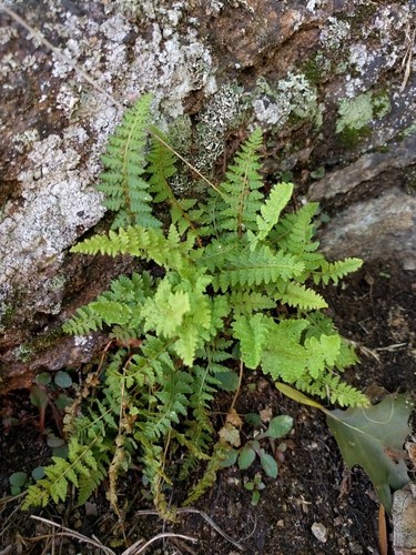 Вудсия эльбская (Woodsia ilvensis) - PictureThis