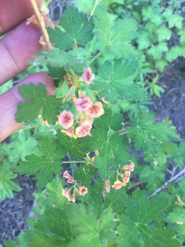 Ribes montigenum - PictureThis