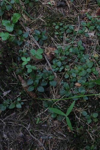 Trenza de Dama (Goodyera repens) - PictureThis