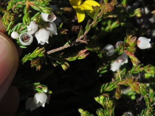 Heaths (Erica) Flower, Leaf, Care, Uses - PictureThis