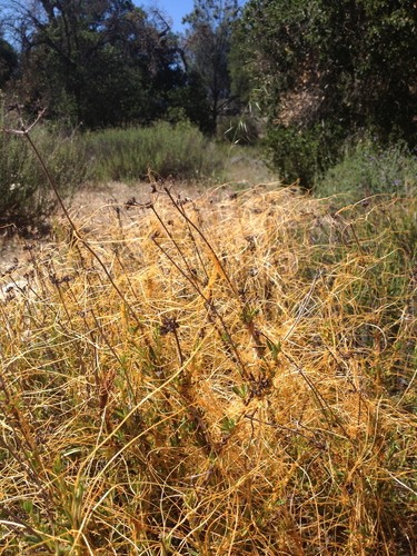 Cuscuta californica - PictureThis