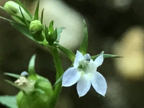 Tabaco indio (Lobelia inflata) - PictureThis