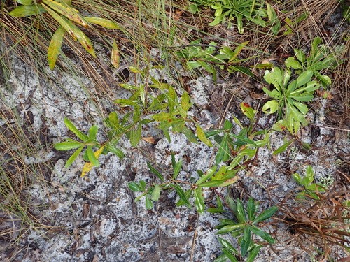 Queen's-delight (Stillingia sylvatica) Flower, Leaf, Care, Uses ...