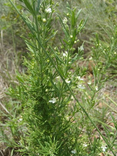 Teucrium trifidum Flower, Leaf, Care, Uses - PictureThis