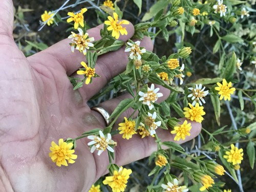 Guillermito (Trixis californica) - PictureThis