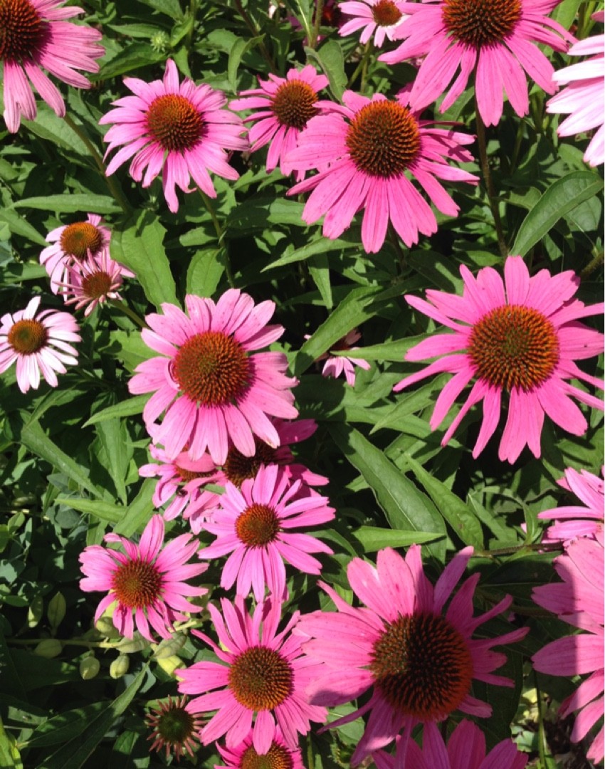 Echinacea tennesseensis - PictureThis