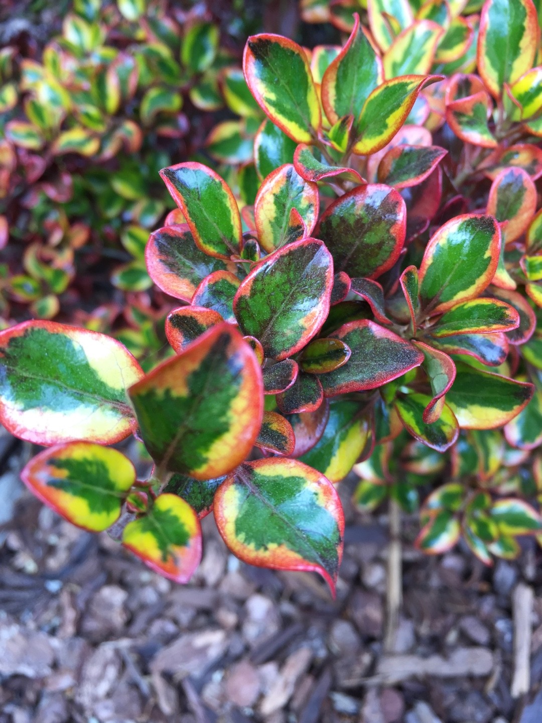 Coprosma - PictureThis