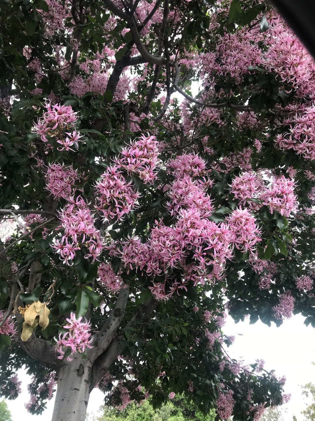 African chestnuts (Calodendrum) Flower, Leaf, Care, Uses - PictureThis