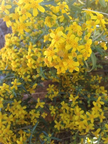 Chamizo blanco (Barkleyanthus salicifolius) - PictureThis