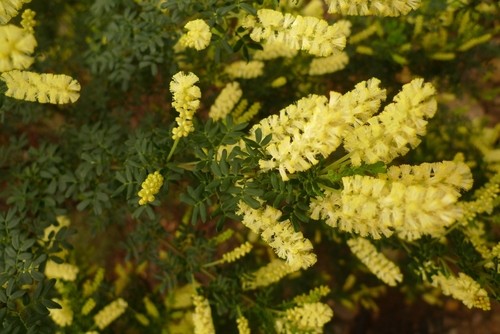 Acacias Care (Watering, Fertilize, Pruning, Propagation) - PictureThis