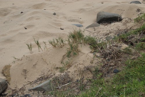 Seashore dropseed (Sporobolus virginicus) Flower, Leaf, Care, Uses ...