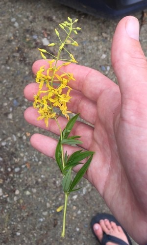 Swamp candles (Lysimachia terrestris) Flower, Leaf, Care, Uses ...