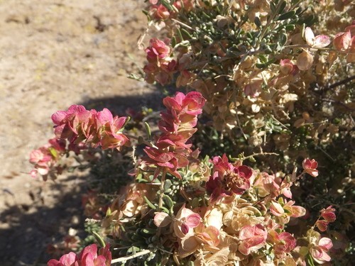Spiny hopsage (Grayia spinosa) Flower, Leaf, Care, Uses - PictureThis