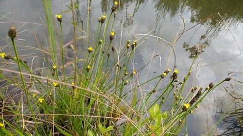 Bog yelloweyed grass (Xyris difformis var. difformis) Flower, Leaf ...