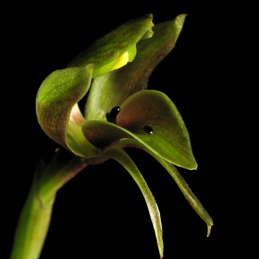 Wasp orchid Care (Watering, Fertilize, Pruning, Propagation) - PictureThis