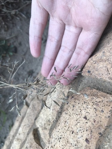 Hierba hedionda (Eragrostis cilianensis) - PictureThis