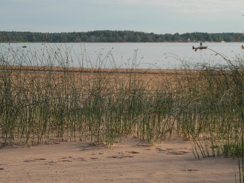 Tule de laguna (Schoenoplectus lacustris) - PictureThis