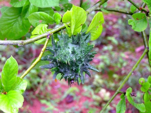 Randia echinocarpa - PictureThis