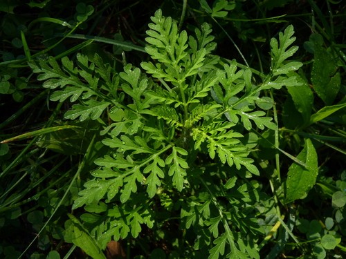 Annual ragweed (Ambrosia artemisiifolia) Flower, Leaf, Care, Uses ...