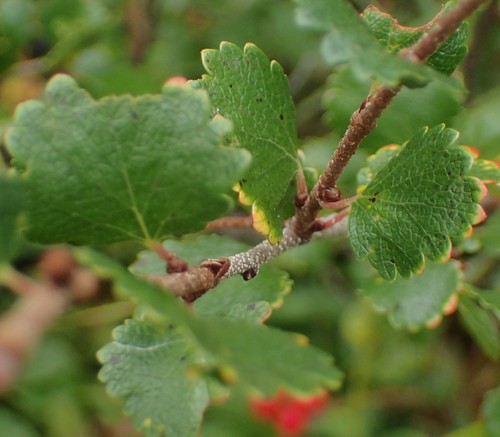 How to Plant and Grow Dwarf birch(Betula nana)