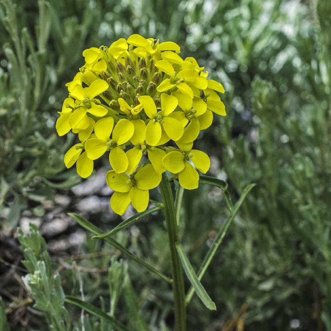 Erysimum Capitatum (Erysimum capitatum) - PictureThis