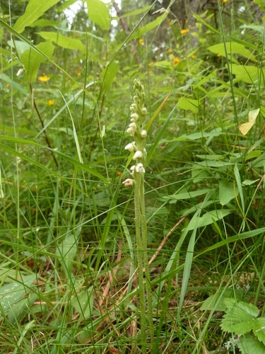 Trenza de Dama (Goodyera repens) - PictureThis