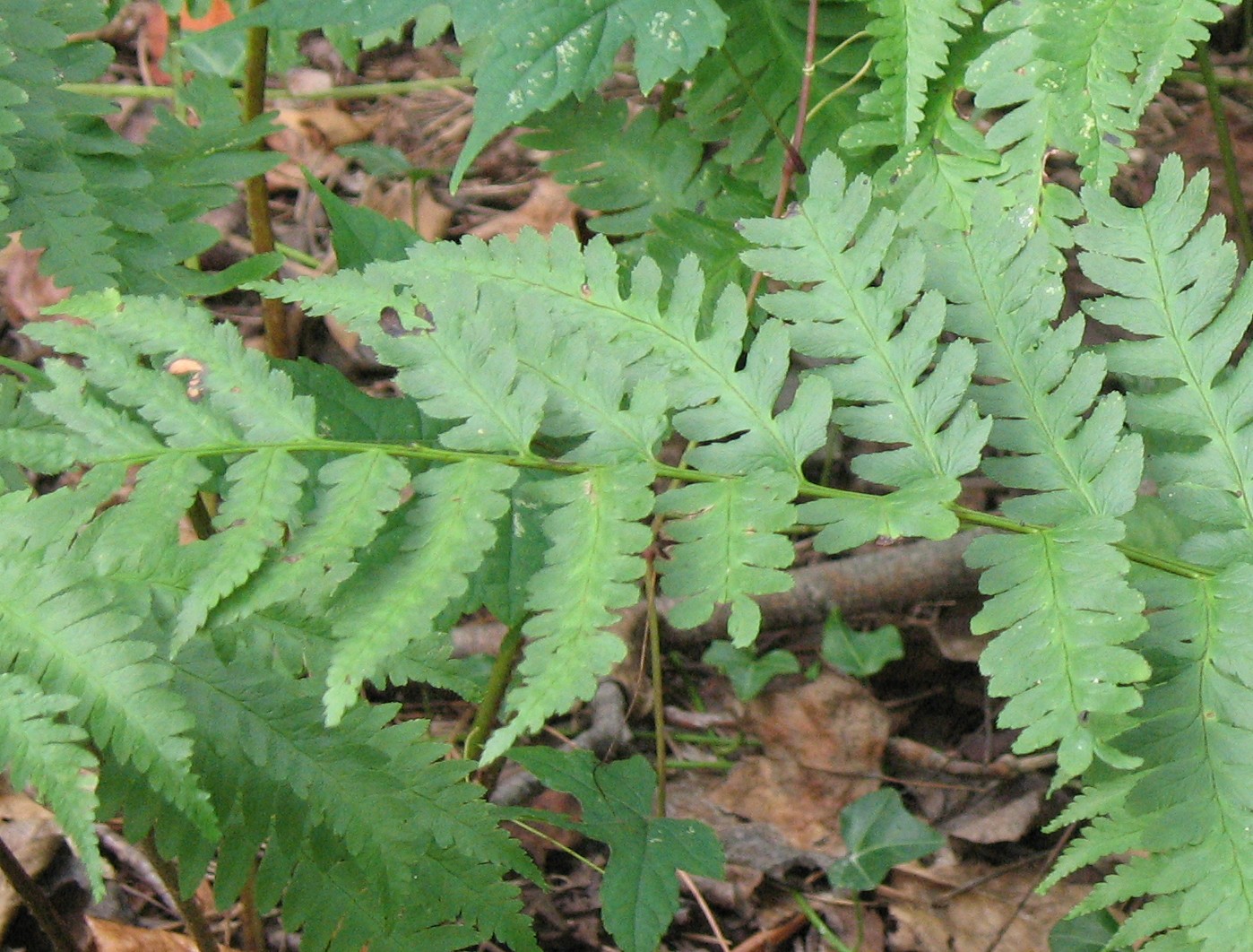 Log Fern (Dryopteris celsa) Flower, Leaf, Care, Uses - PictureThis