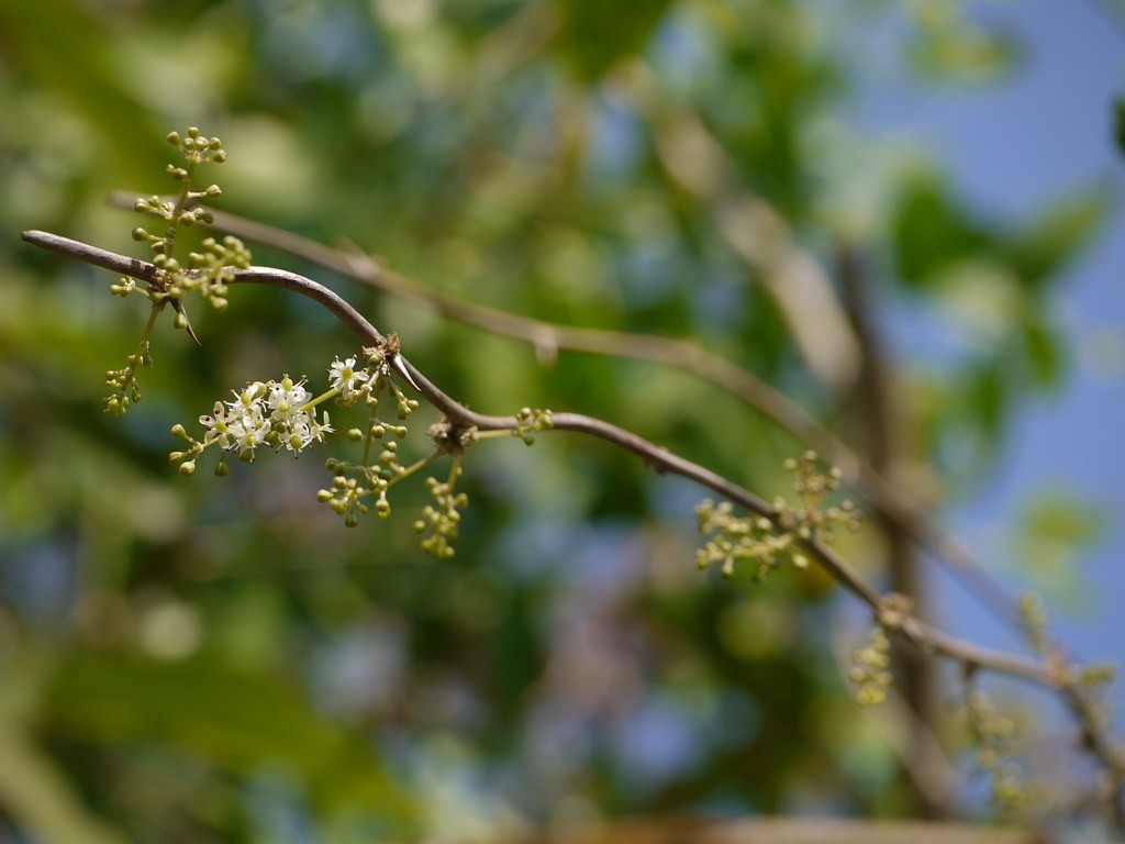Asparagus racemosus - PictureThis