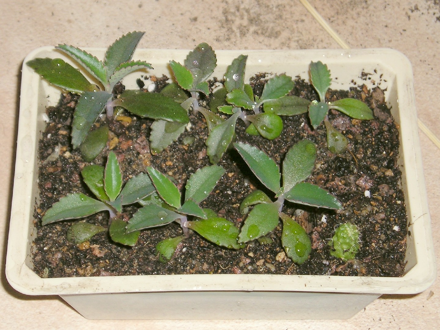 kalanchoe Care (Watering, Fertilize, Pruning, Propagation) - PictureThis