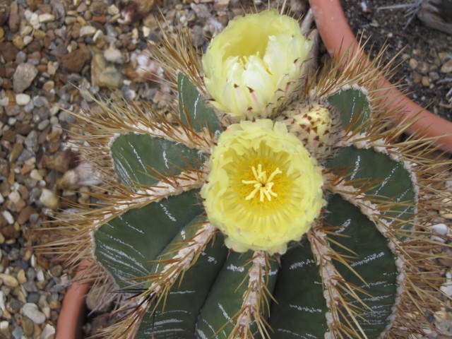 Cactus Estrella (Astrophytum ornatum) - PictureThis