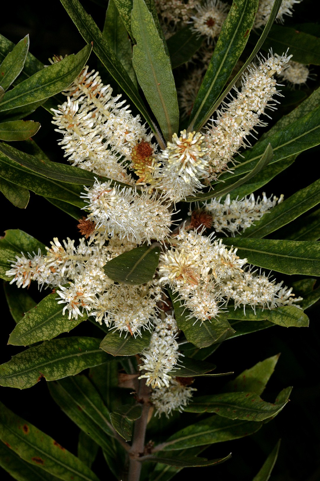 Brabejum stellatifolium - PictureThis