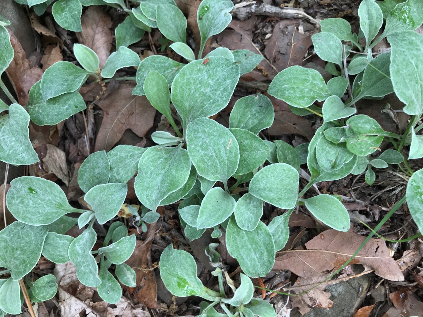 Antennaria plantaginifolia 照顧，種植，繁殖，開花時間 - PictureThis