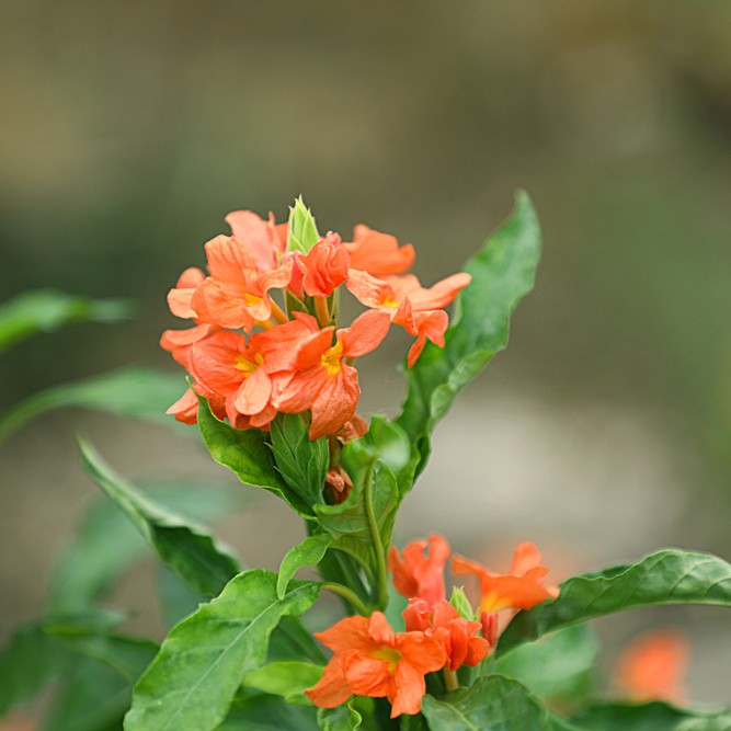 Firecracker Flower (Crossandra) Flower, Leaf, Care, Uses - PictureThis