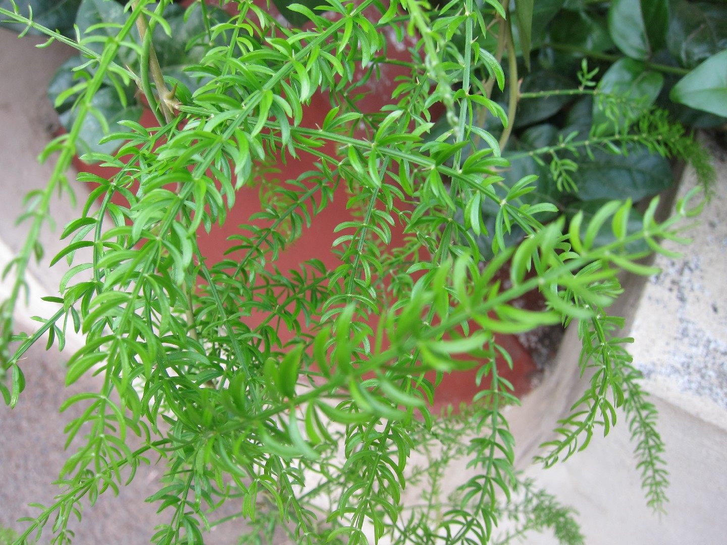 Asparagus racemosus - PictureThis