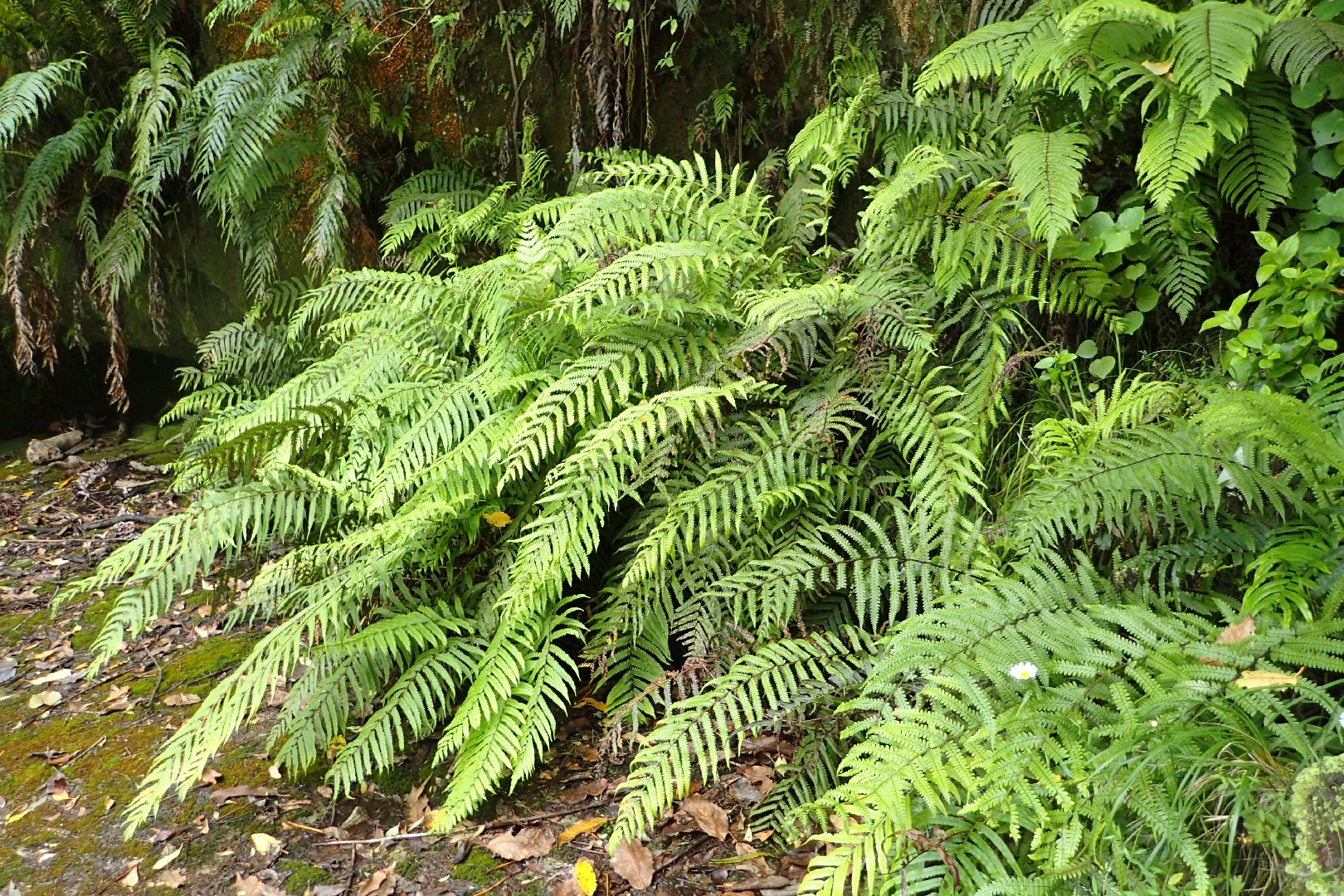 Parablechnum novae-zelandiae 照顧，種植，繁殖，開花時間 - PictureThis