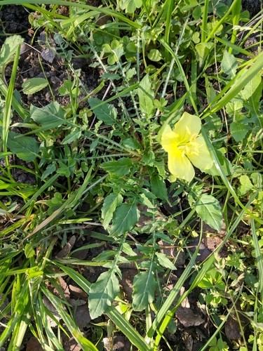 Onagra sin tallo (Oenothera triloba) - PictureThis