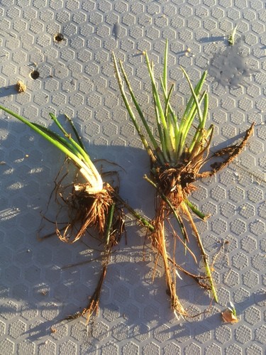 Quillwort (Isoetaceae) Flower, Leaf, Care, Uses - PictureThis