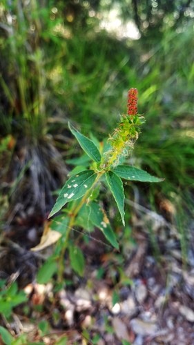Shrubby copperleaf (Acalypha phleoides) Flower, Leaf, Care, Uses ...