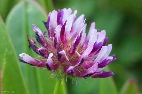 Pacific grove clover (Trifolium polyodon) Flower, Leaf, Care, Uses ...