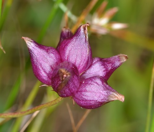 Cowbag clover (Trifolium depauperatum) Flower, Leaf, Care, Uses ...